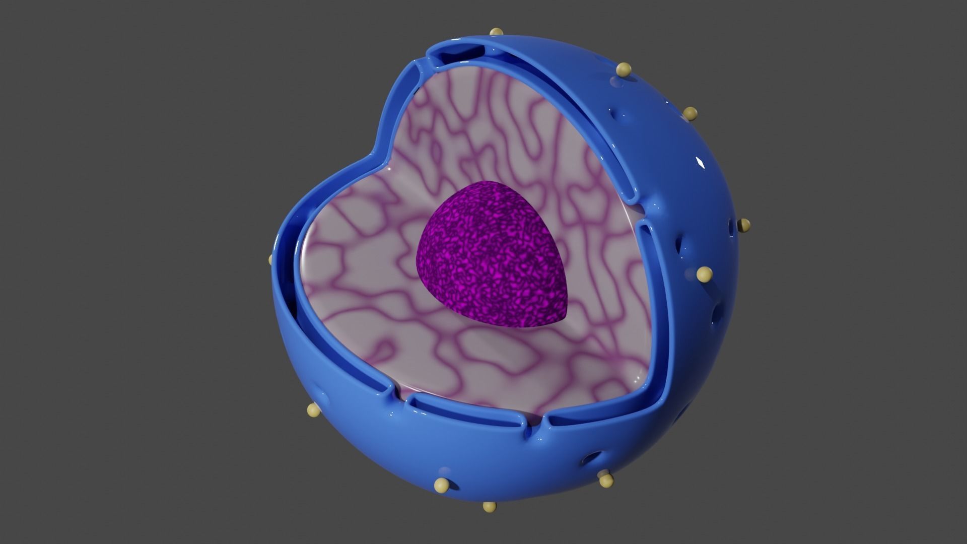 The Cell Nucleus 3D model | CGTrader