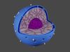 The Cell Nucleus 3D model | CGTrader