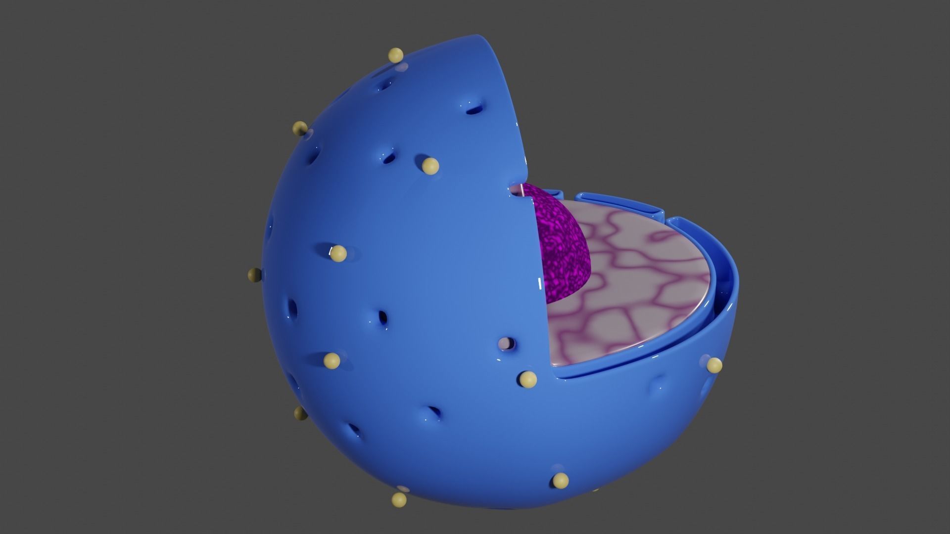 The Cell Nucleus 3D model | CGTrader