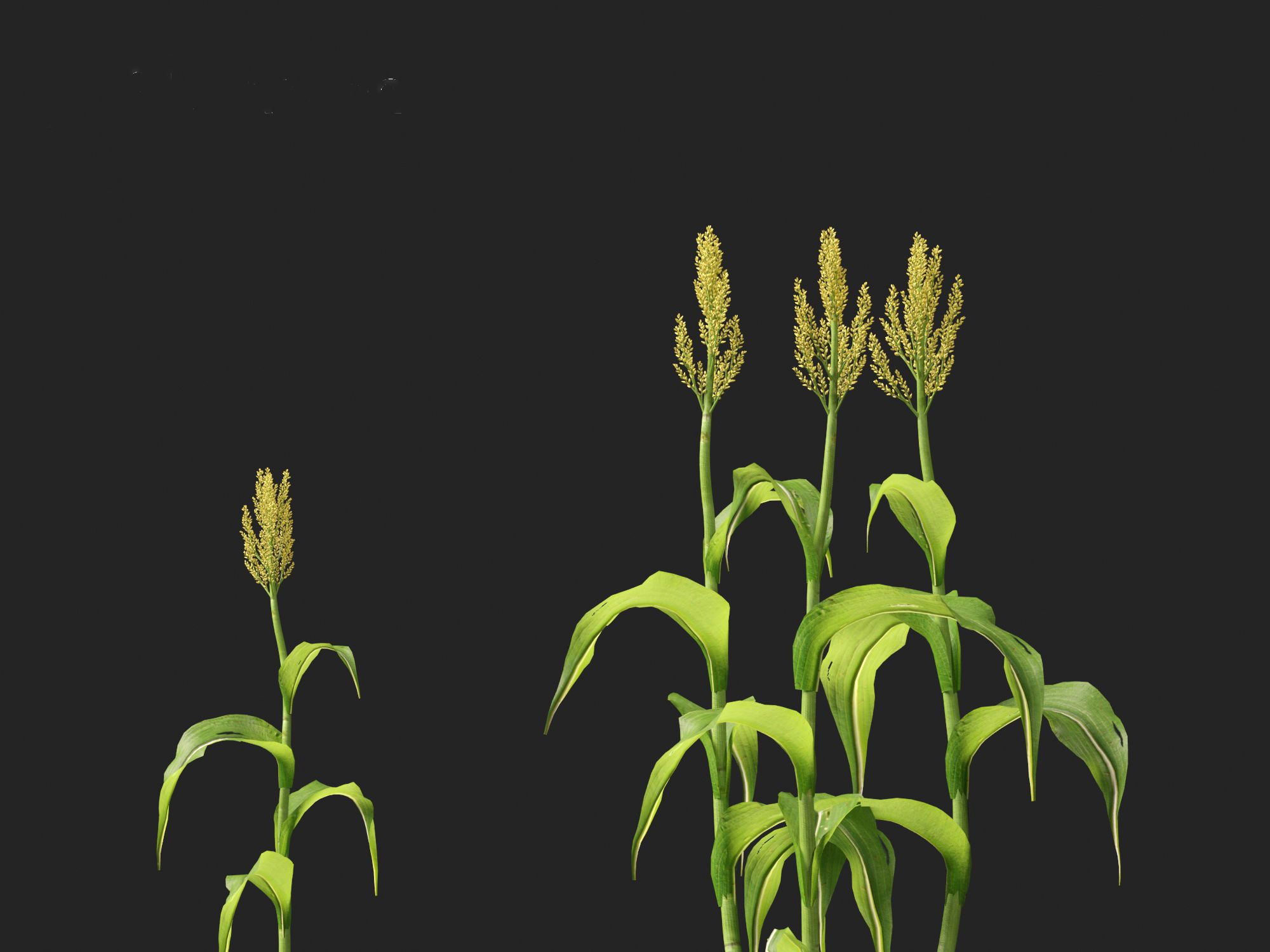 Sorghum bicolor -great millet 3D model | CGTrader