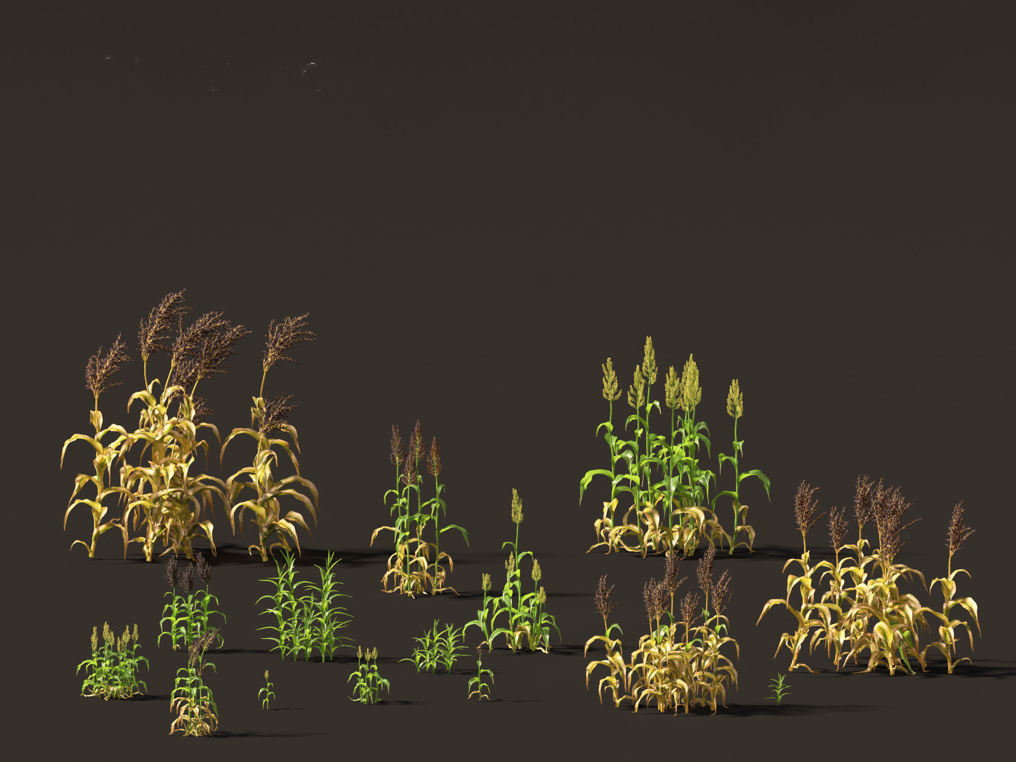 Sorghum bicolor -great millet 3D model | CGTrader
