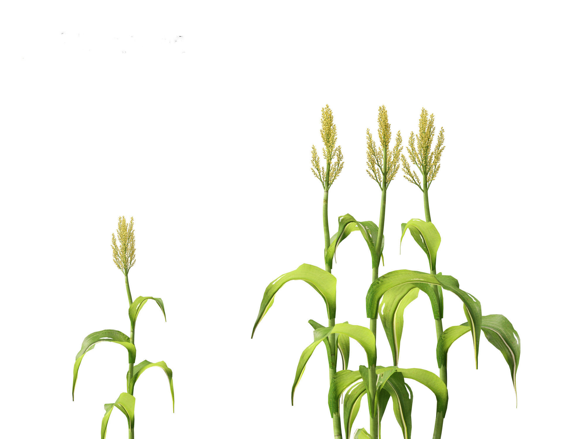Sorghum bicolor -great millet 3D model | CGTrader