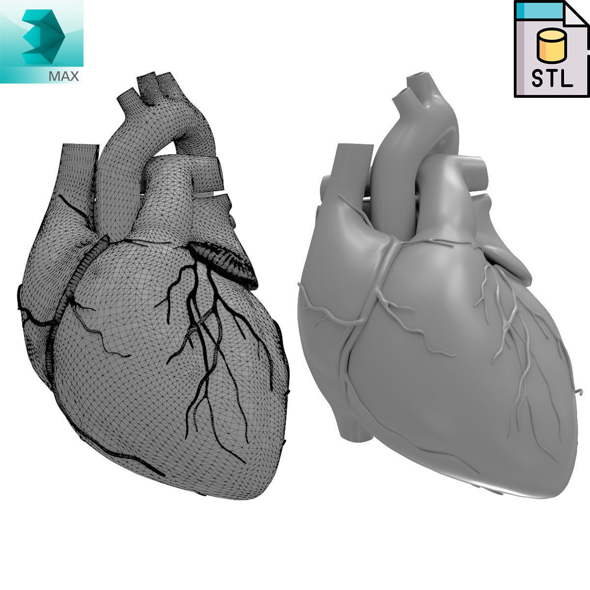 Printable Human Heart 3D model 3D printable | CGTrader