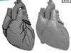 Printable Human Heart 3D model 3D printable | CGTrader