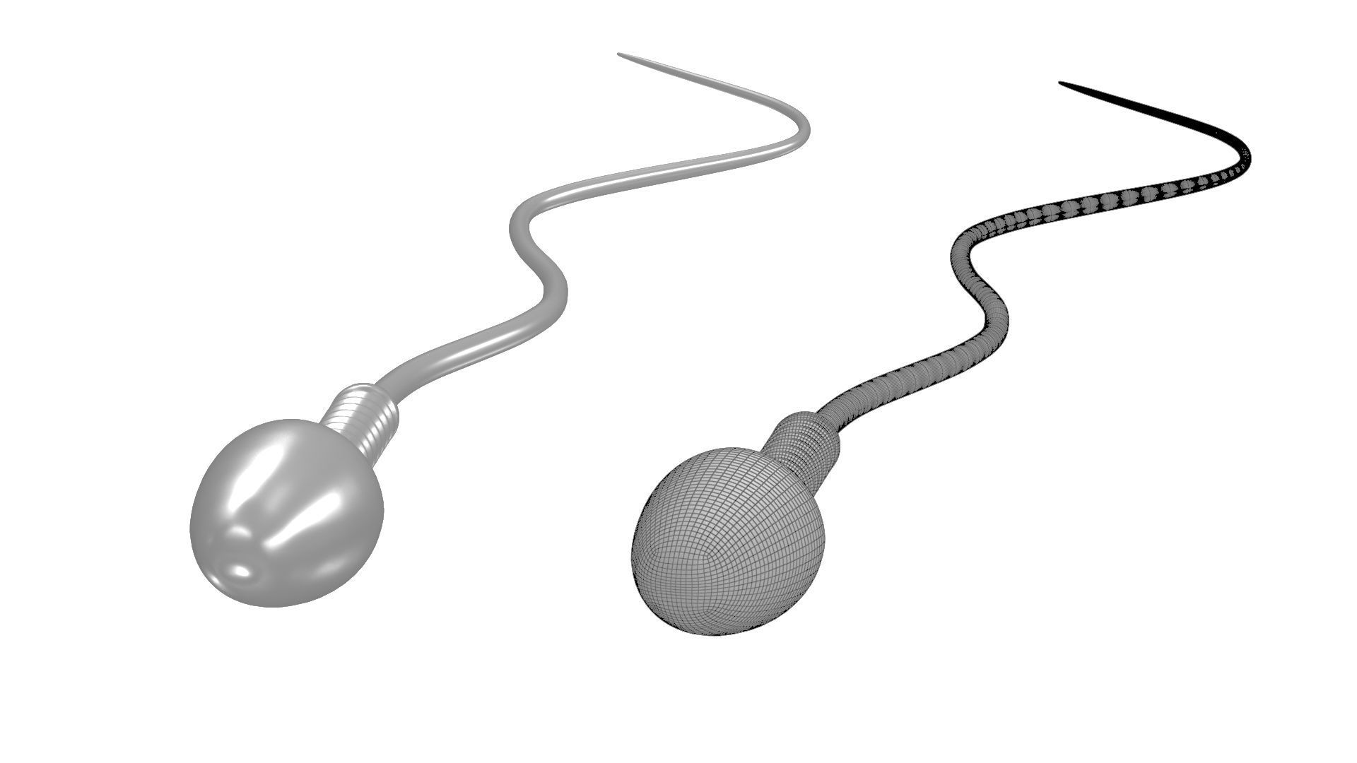 Printable Sperm Cell 3D model 3D printable | CGTrader