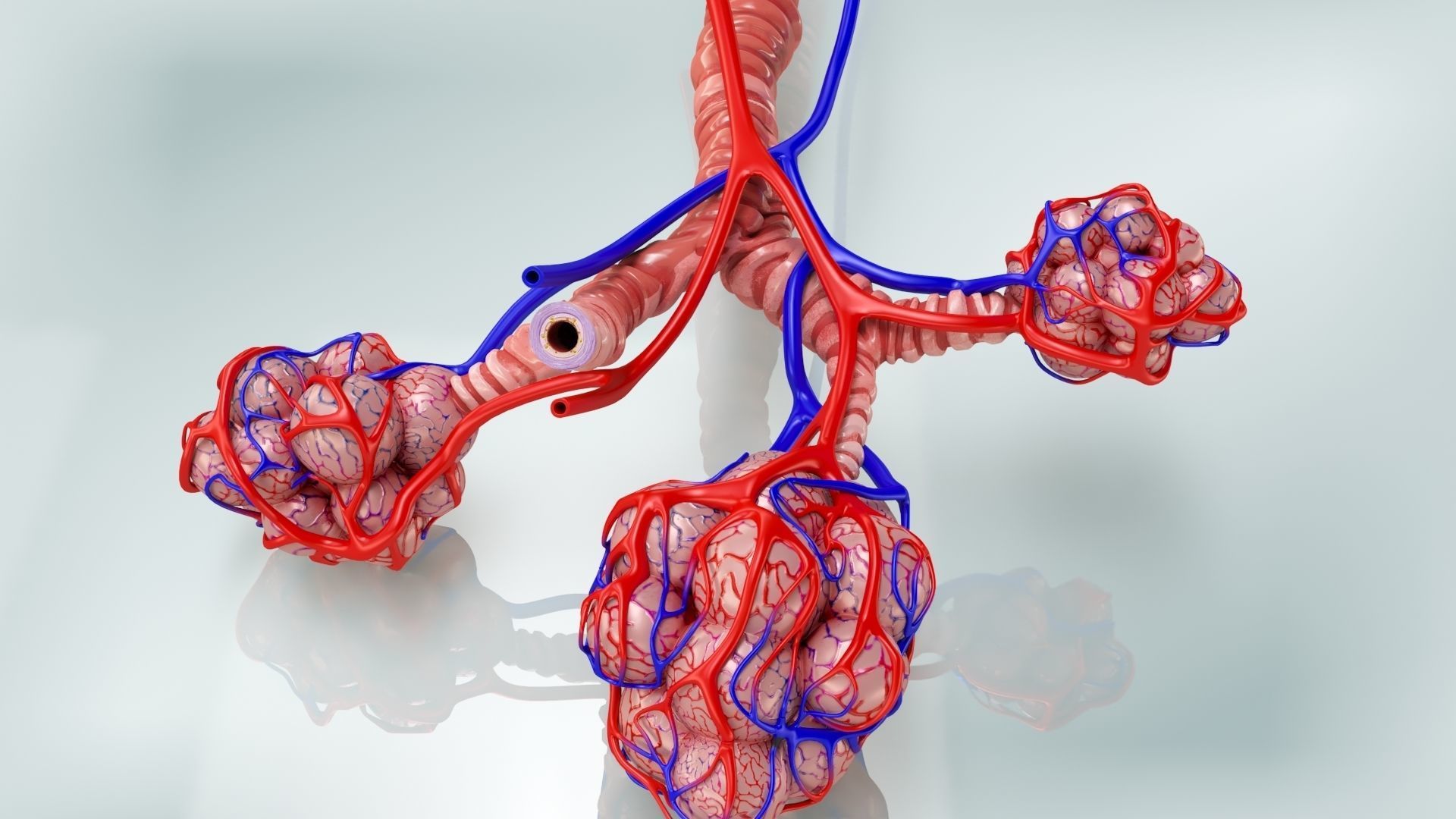 Alveoli with CrossSection 3D model | CGTrader