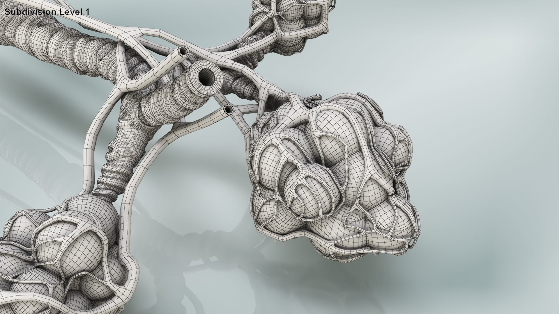 Alveoli with CrossSection 3D model | CGTrader