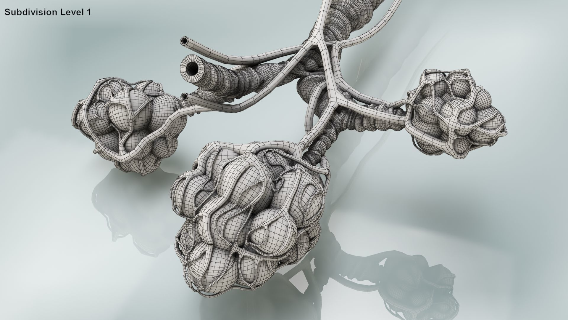 Alveoli with CrossSection 3D model | CGTrader