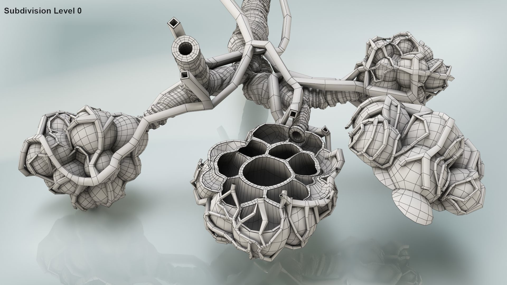 Alveoli with CrossSection 3D model | CGTrader