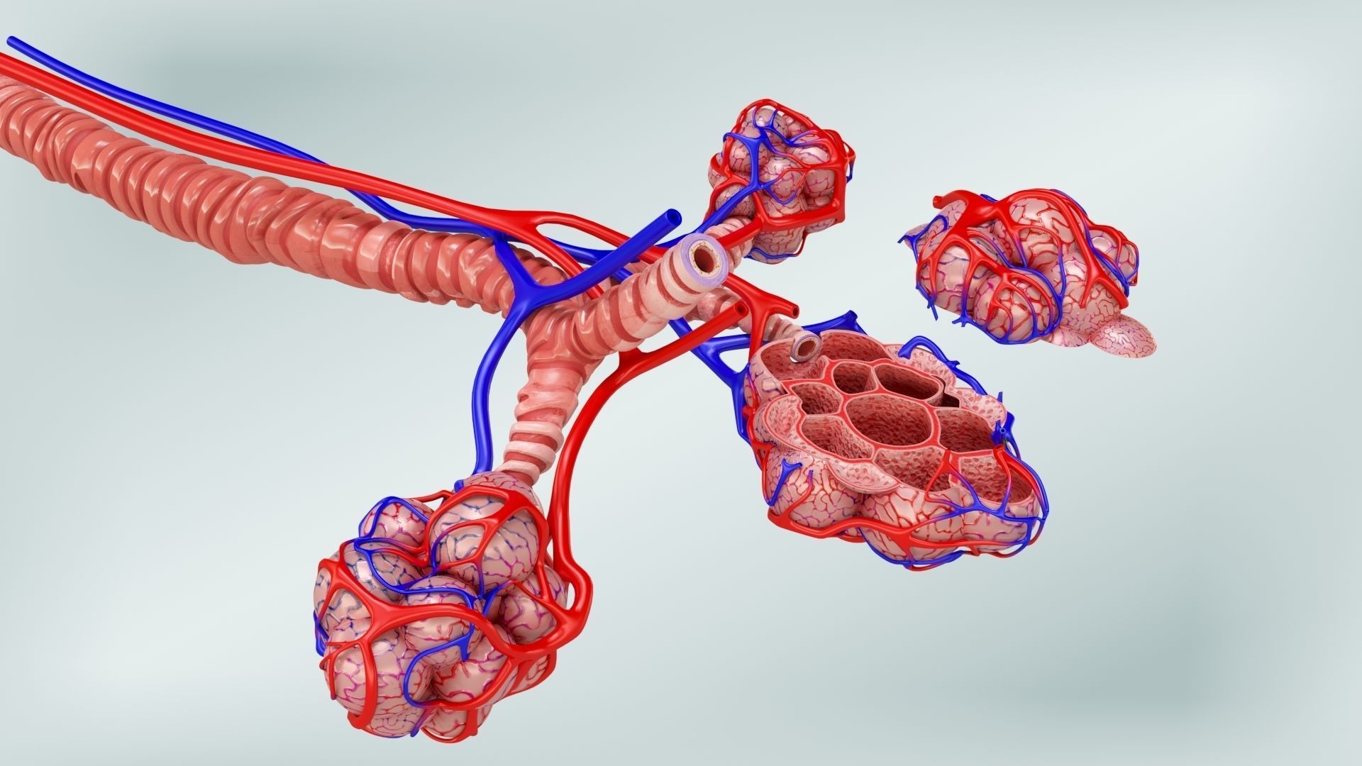 Alveoli with CrossSection 3D model | CGTrader