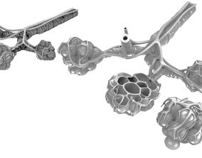 Alveoli 3D Models | CGTrader