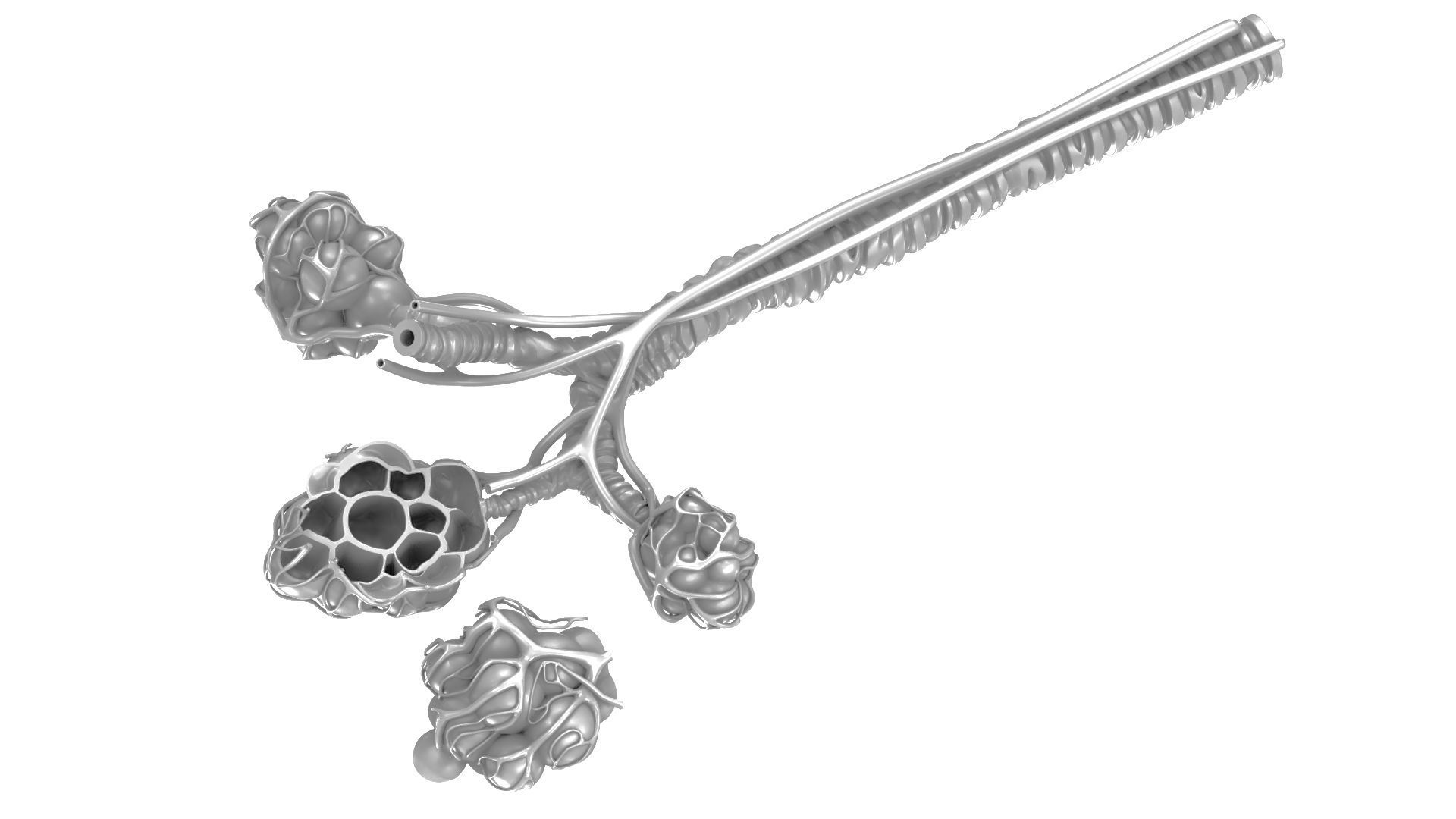 Printable Alveoli with Cross-Section 3D model 3D printable | CGTrader