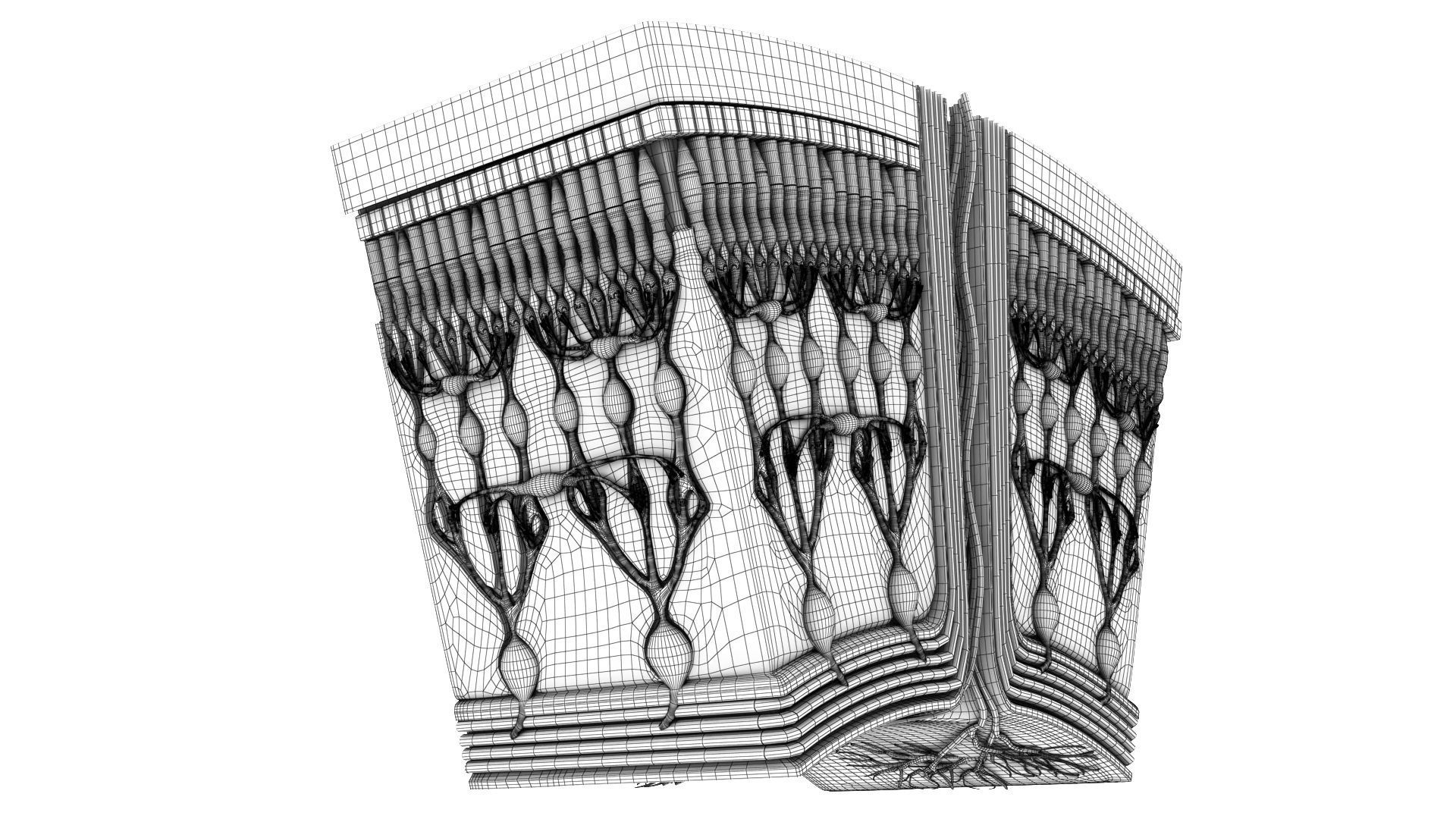 Retina 3D model | CGTrader