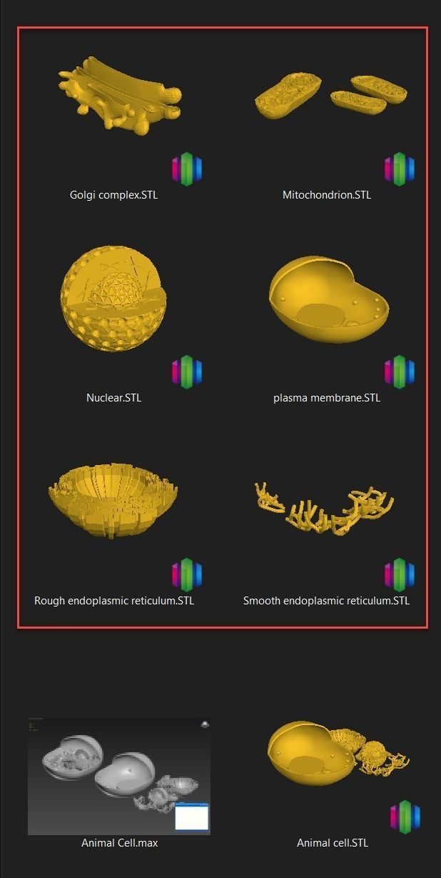 Printable Animal cell 3D model 3D printable | CGTrader