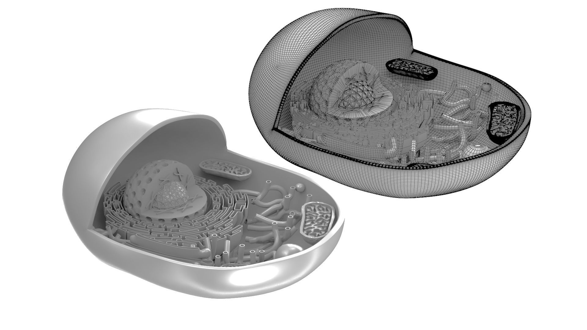 Printable Animal cell 3D model 3D printable | CGTrader