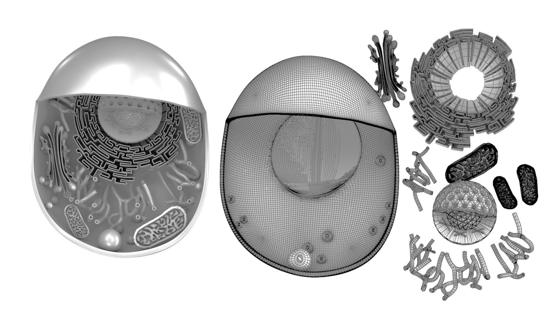 Printable Animal cell 3D model 3D printable | CGTrader