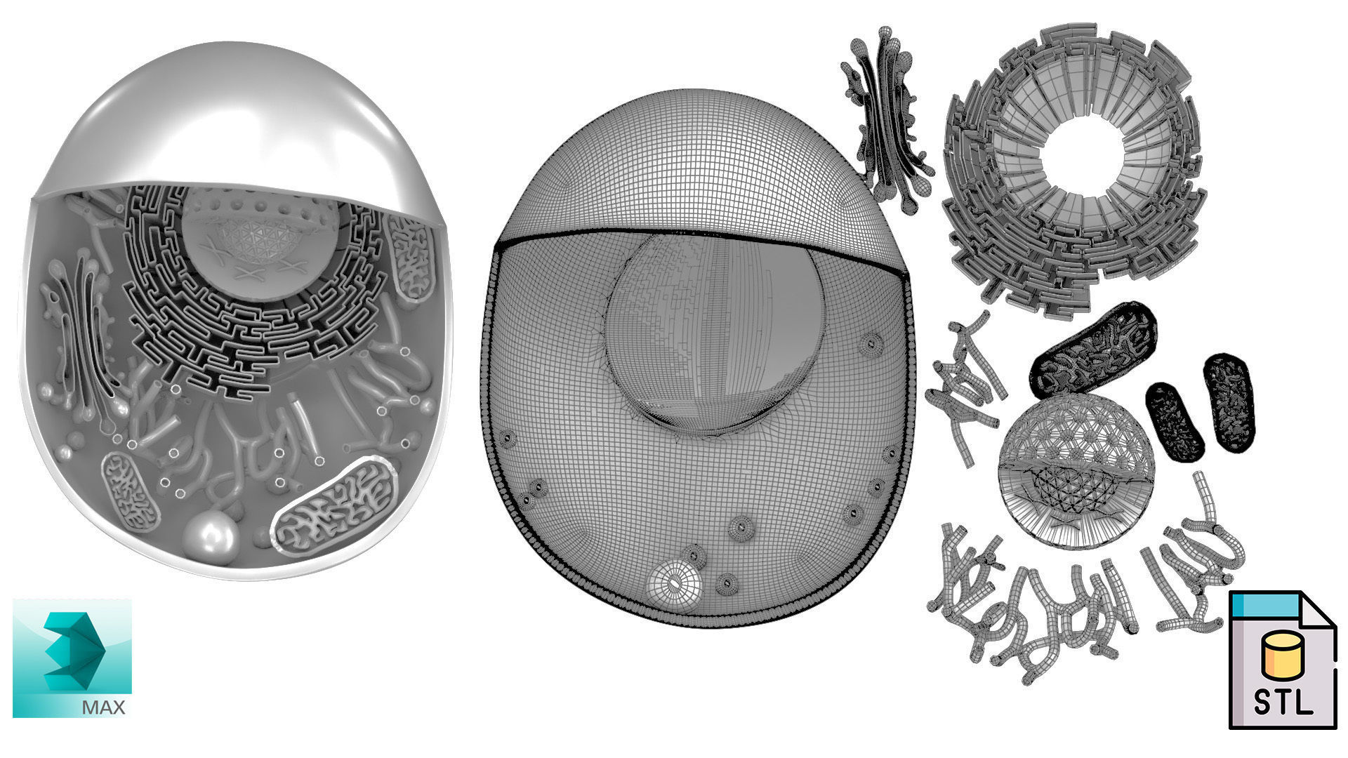 Printable Animal cell 3D model 3D printable | CGTrader