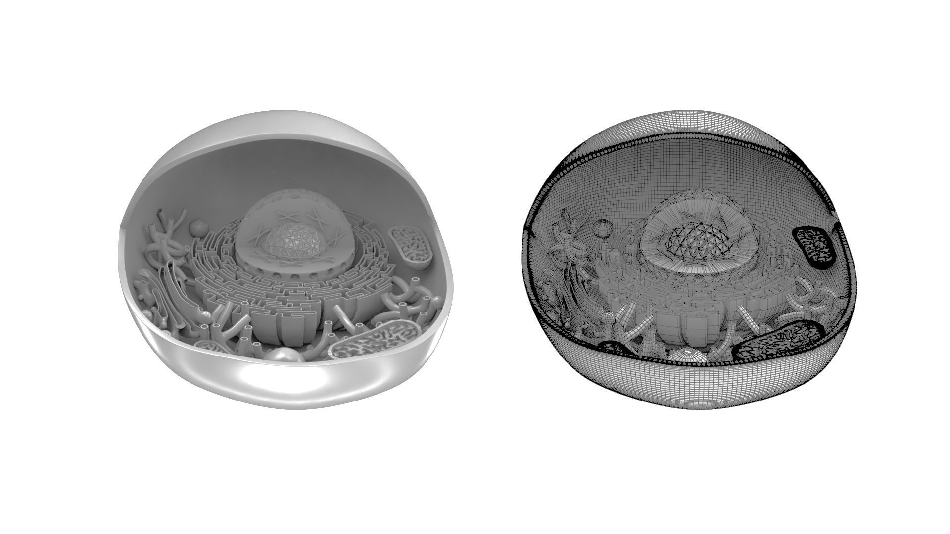 Printable Animal cell 3D model 3D printable | CGTrader