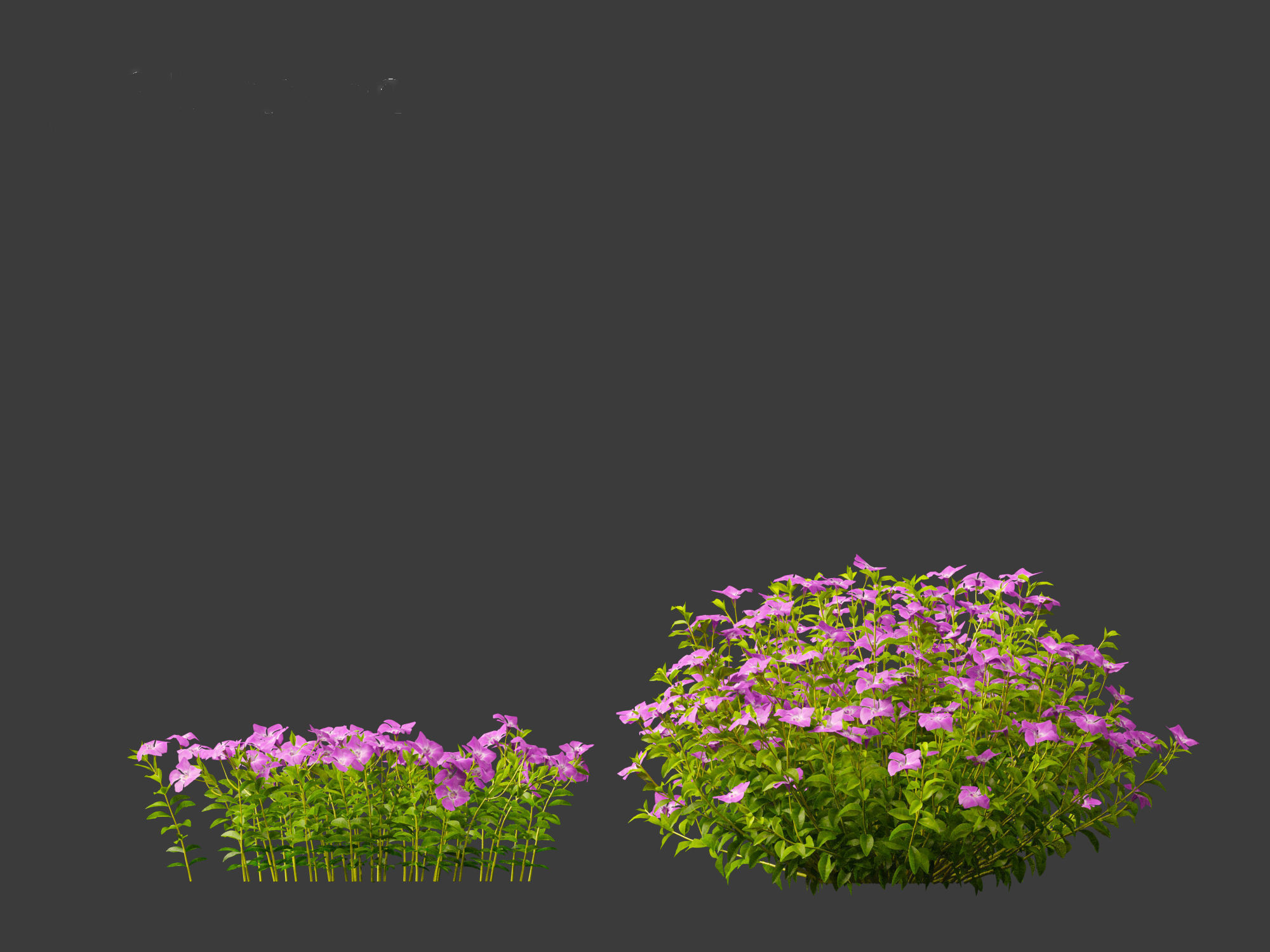 Vinca minor - Common Periwinkle 3D model | CGTrader