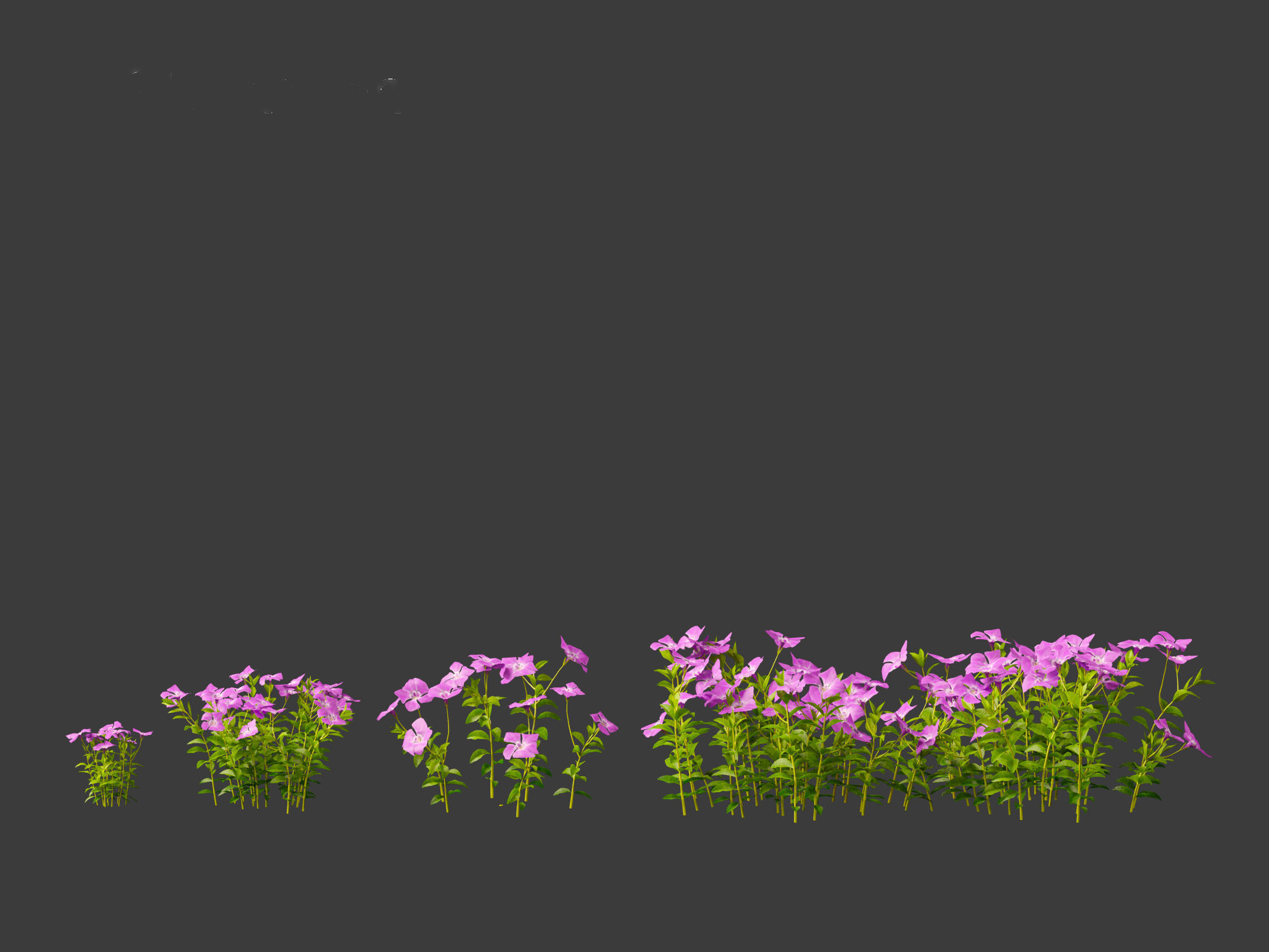 Vinca minor - Common Periwinkle 3D model | CGTrader