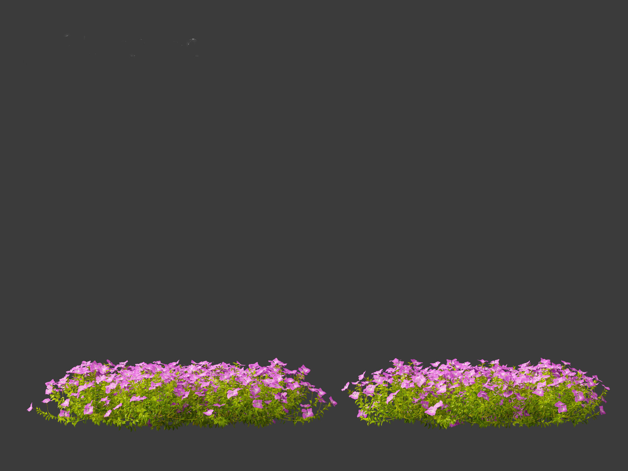 Vinca minor - Common Periwinkle 3D model | CGTrader