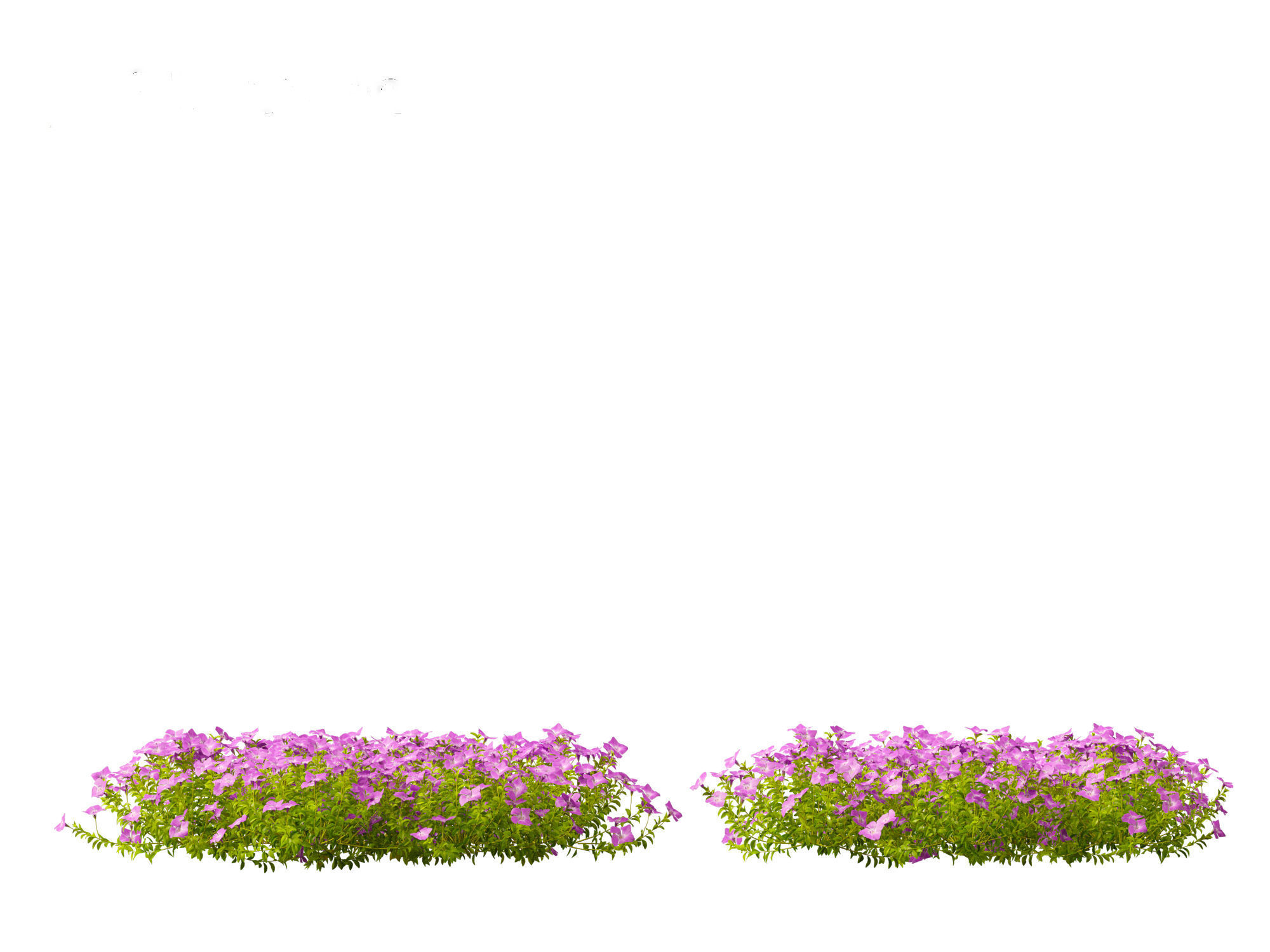 Vinca minor - Common Periwinkle 3D model | CGTrader