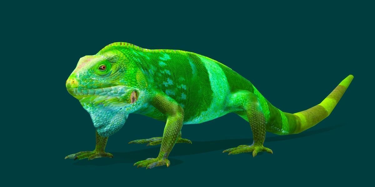3D model Fiji Banded Iguana Endangered Reptile VR / AR / low-poly ...