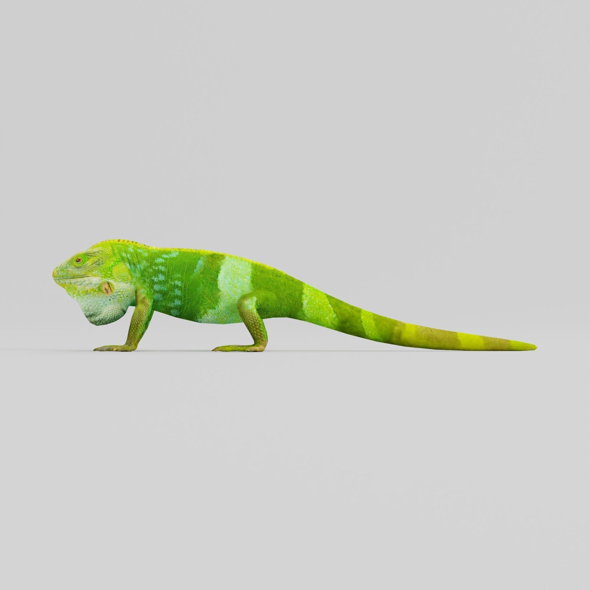 3D model Fiji Banded Iguana Endangered Reptile VR / AR / low-poly ...