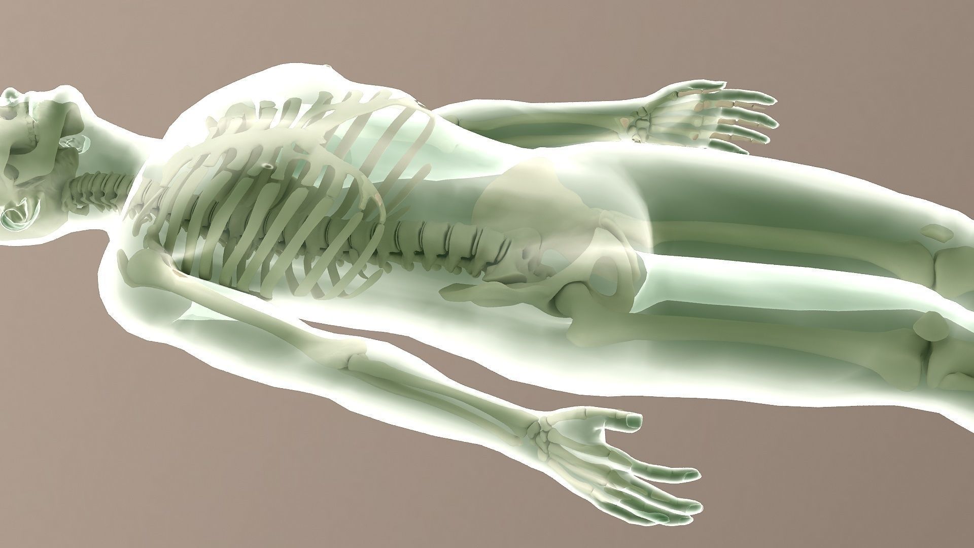 Human body dissection x-ray human body bone 3D model | CGTrader