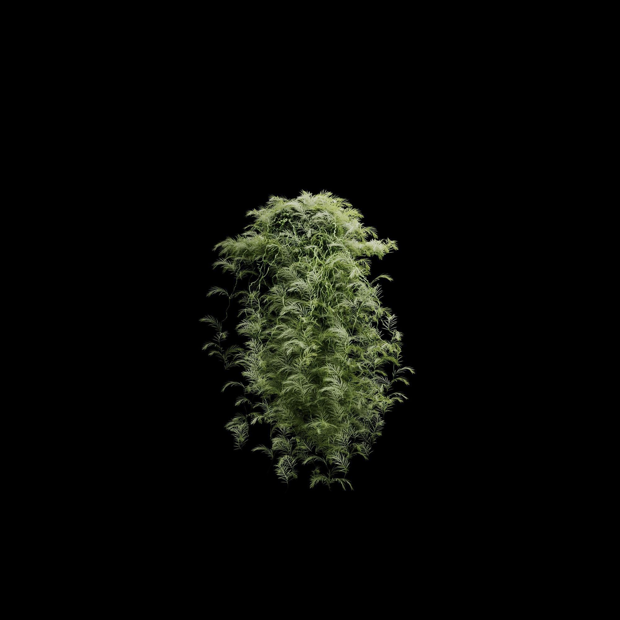 Vine plant pack 3D model | CGTrader