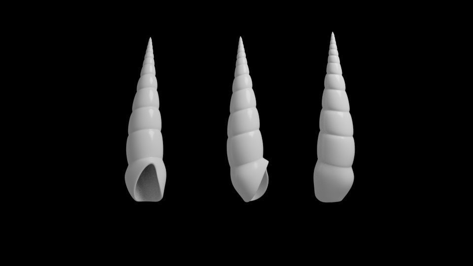 Seashells 3D model | CGTrader