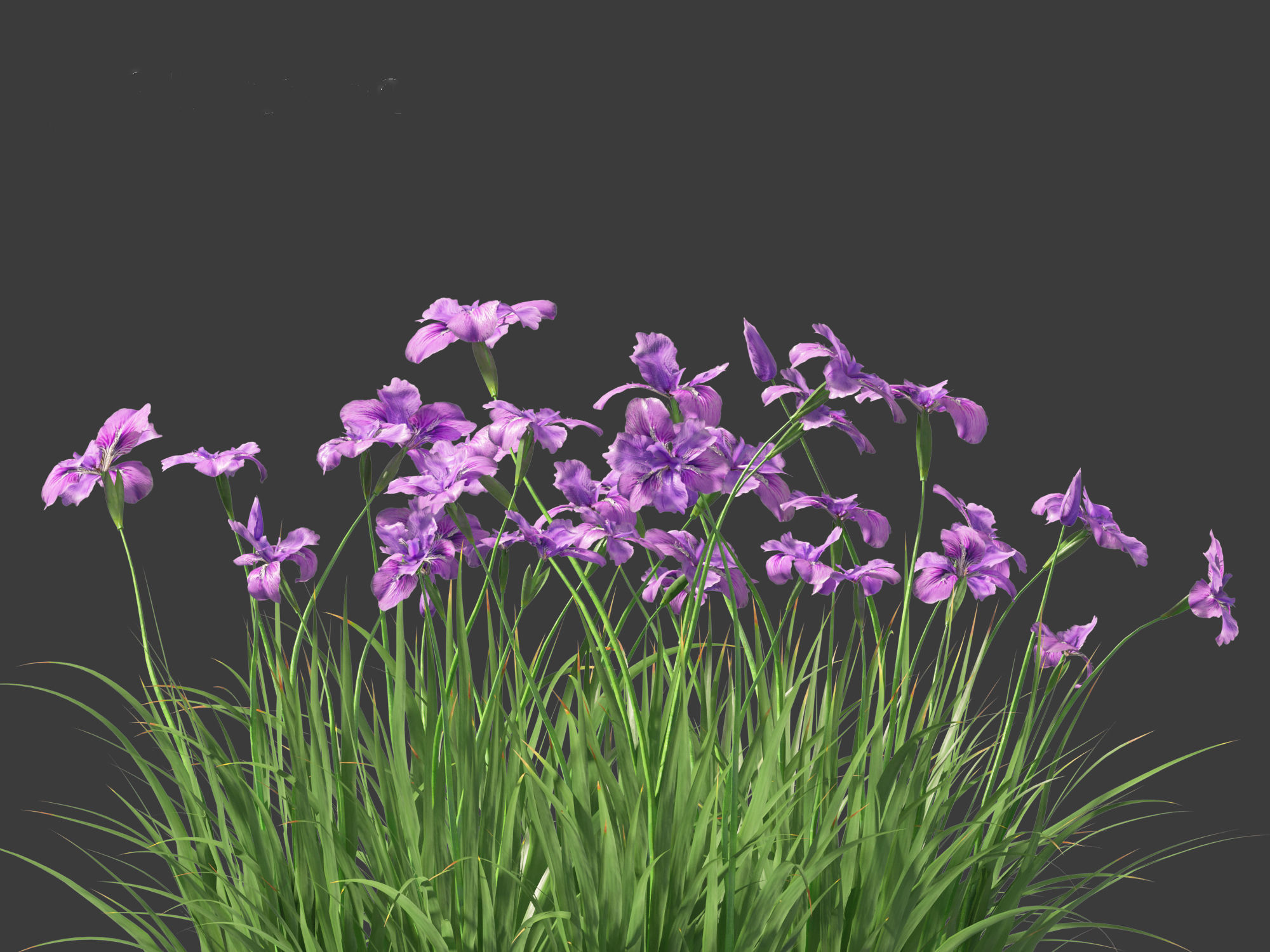 Iris ensata - Japanese water iris 3D model | CGTrader