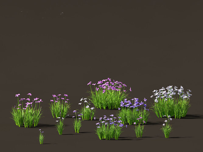 Iris ensata - Japanese water iris 3D model | CGTrader