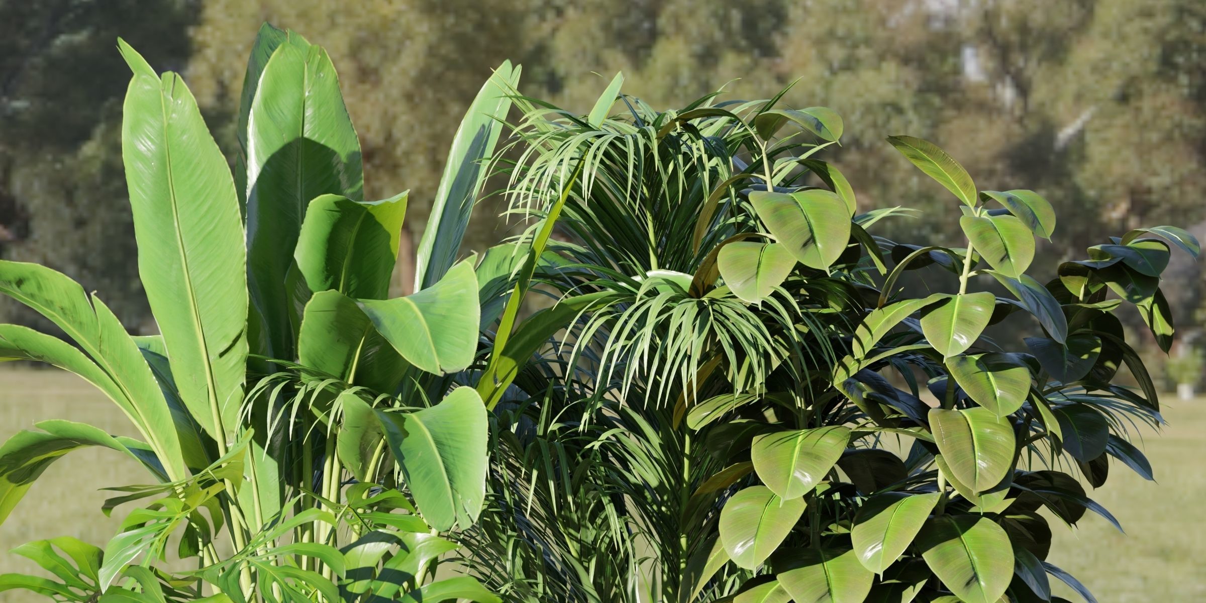 indoor plants collection vol 125-Blender 3D model | CGTrader