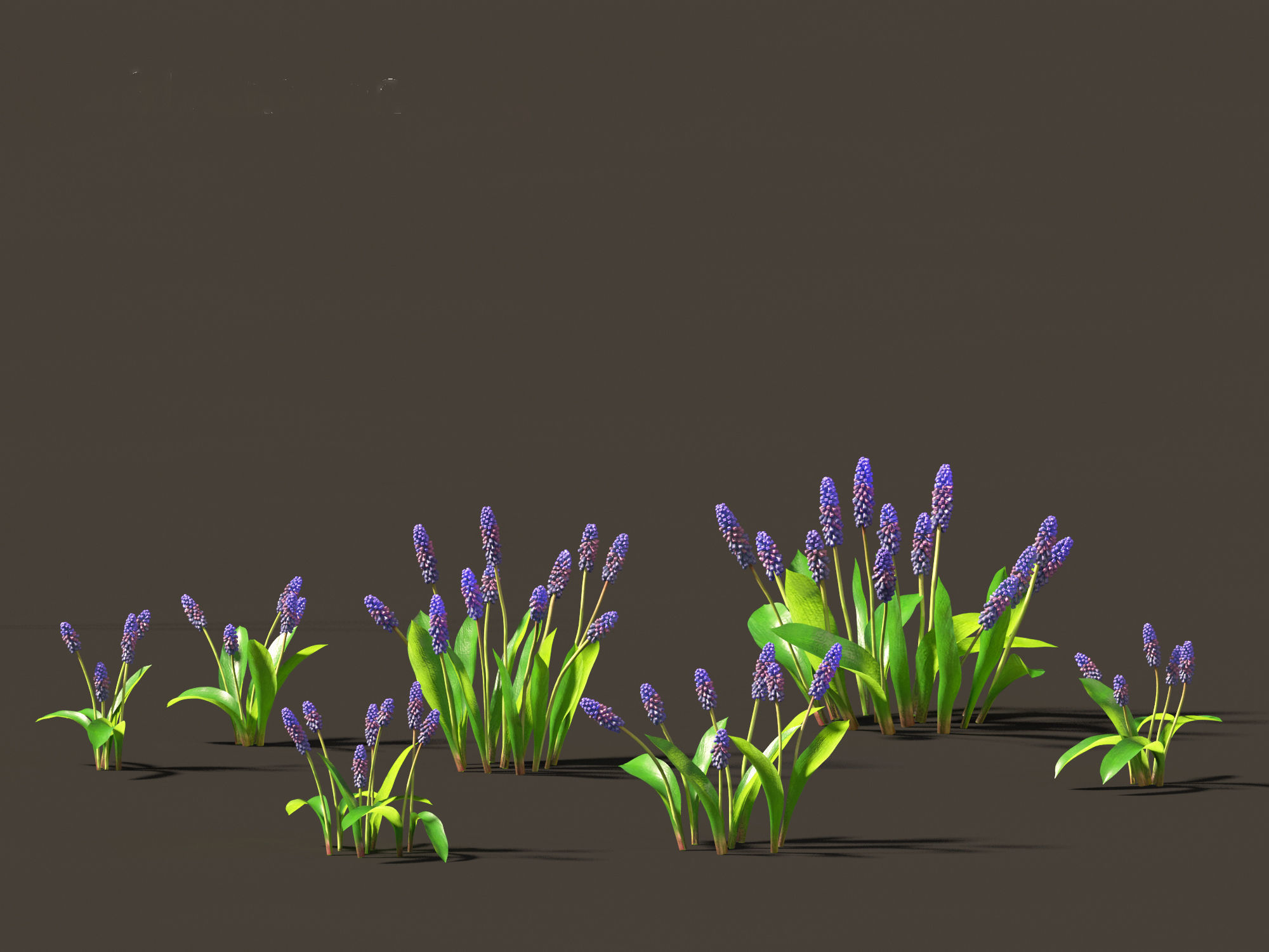 muscari latifolium - Grape Hyacinth 3D model | CGTrader