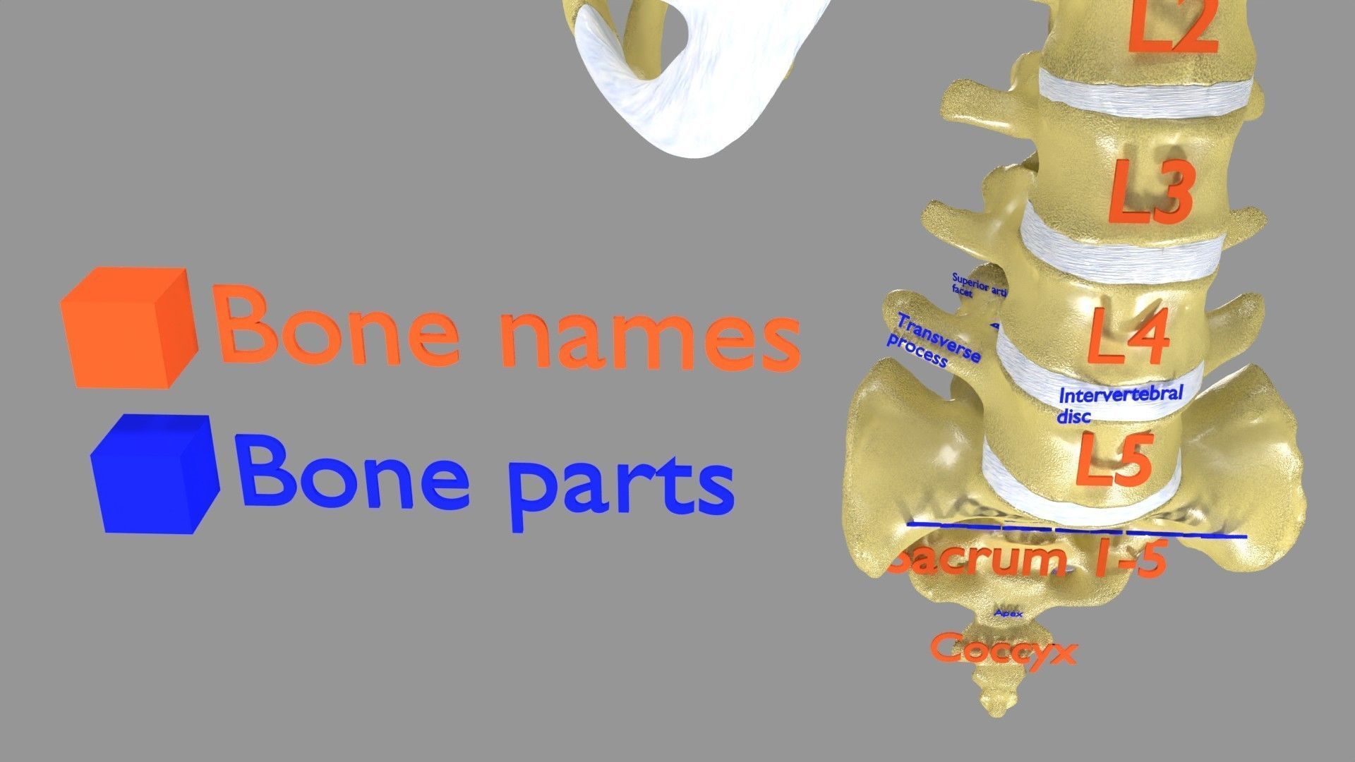 Ribs And Vertebrae labelled text detail 3D model | CGTrader