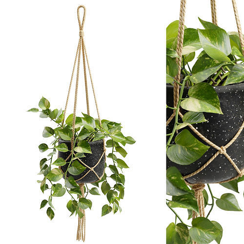 Hanging Pothos 3D model | CGTrader