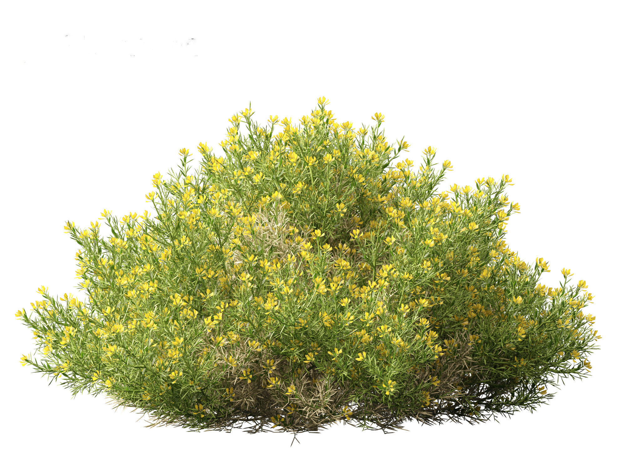 Genista hispanica - Spanish Gorse 3D model | CGTrader