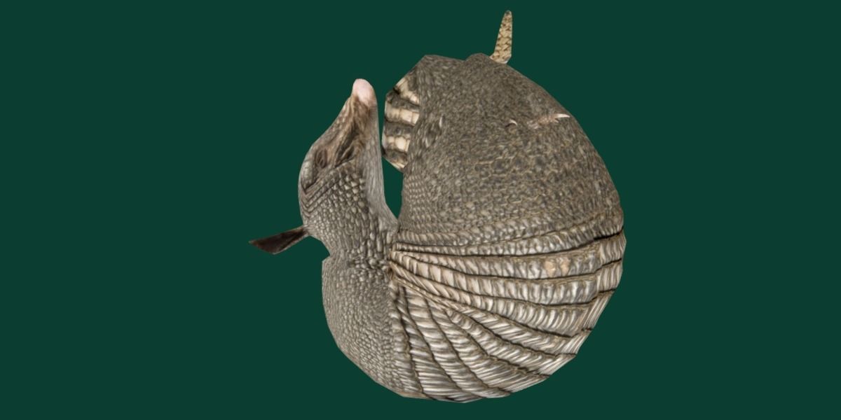 3D model Armadillos Animal VR / AR / low-poly rigged animated | CGTrader