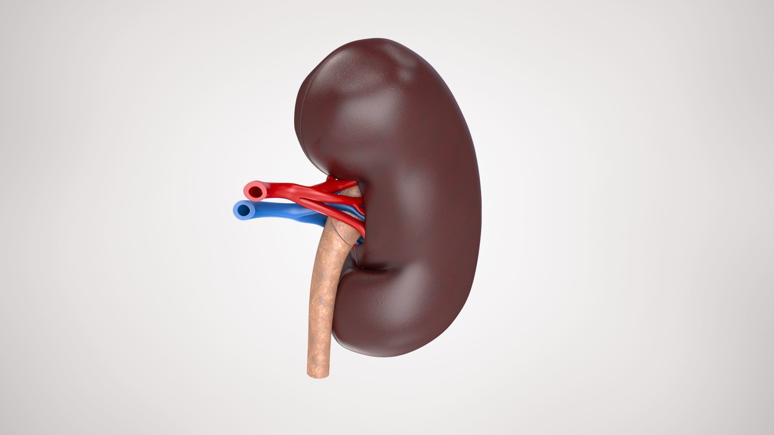 3D model Kidney Anatomy VR / AR / low-poly | CGTrader