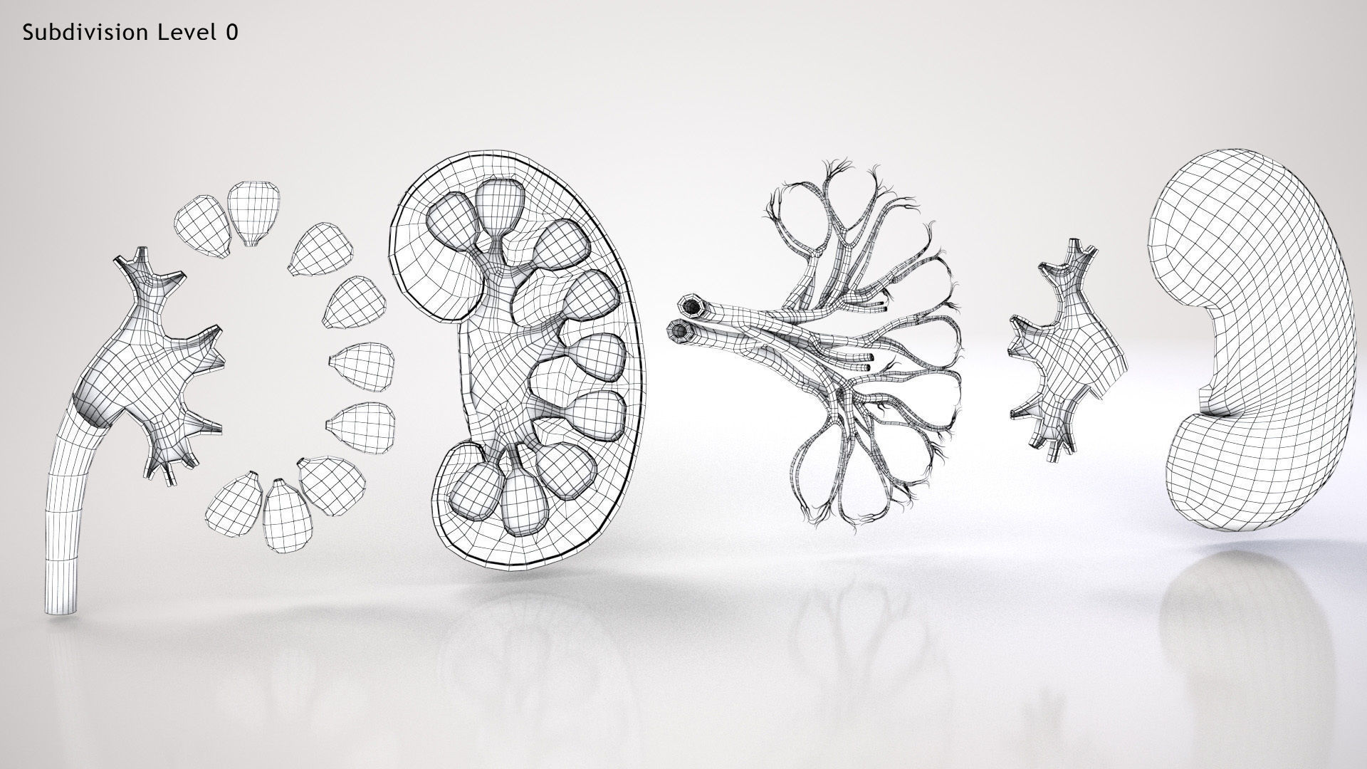 3D model Kidney Anatomy VR / AR / low-poly | CGTrader