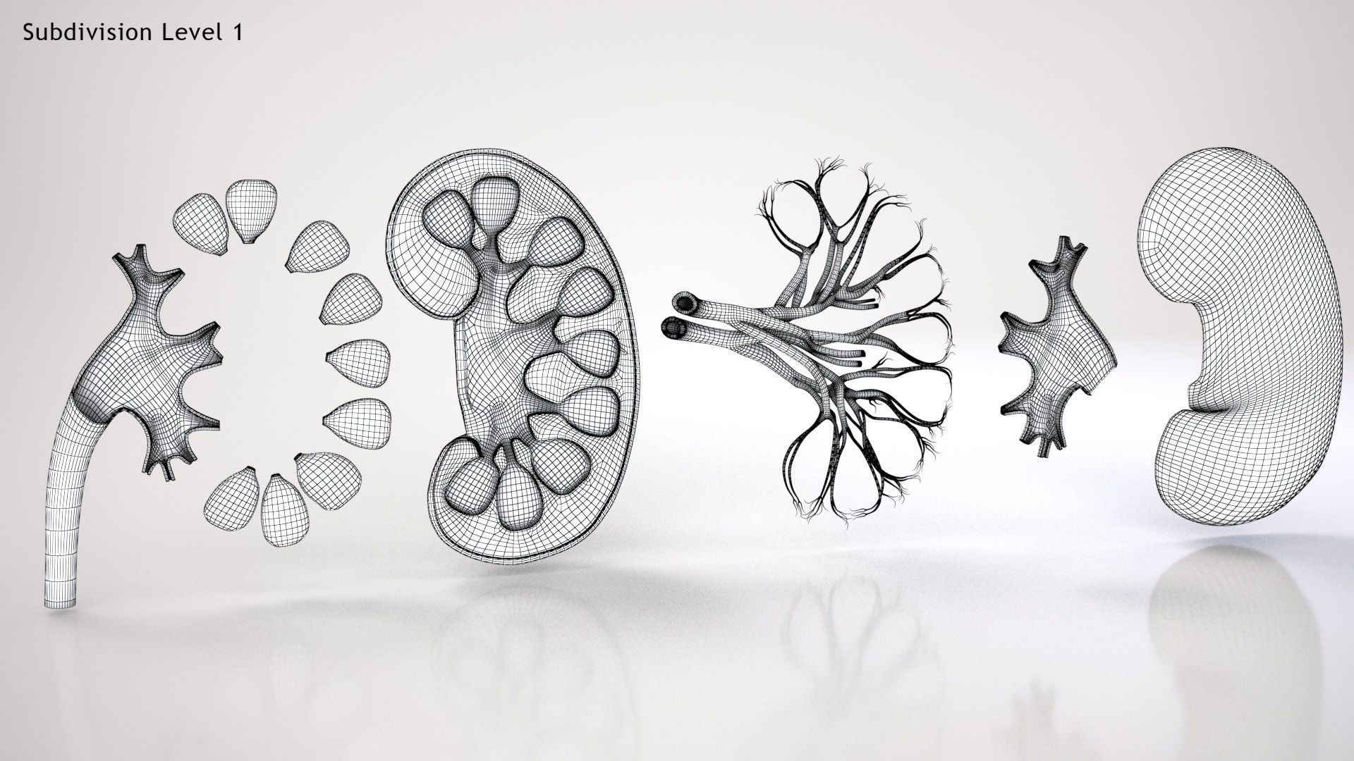 3D model Kidney Anatomy VR / AR / low-poly | CGTrader