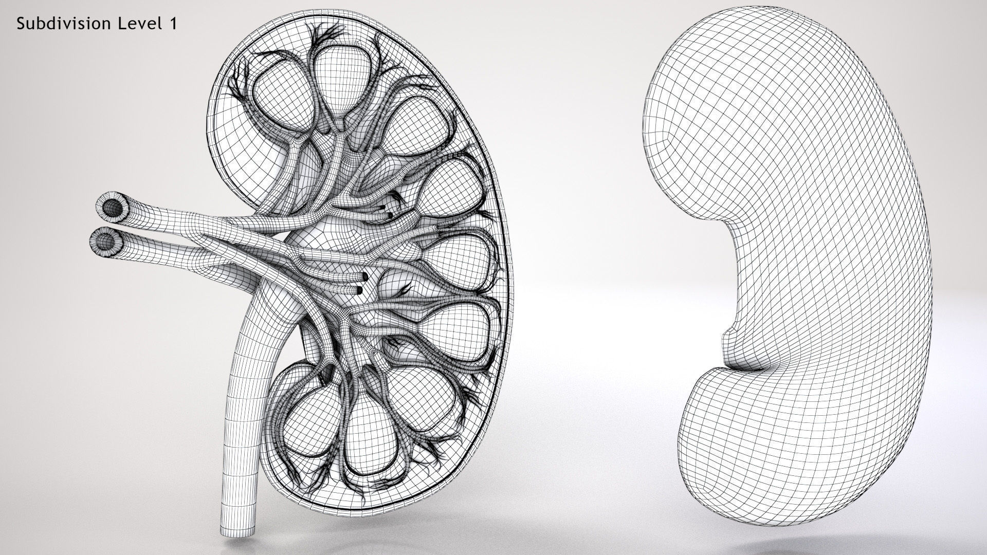 3D model Kidney Anatomy VR / AR / low-poly | CGTrader