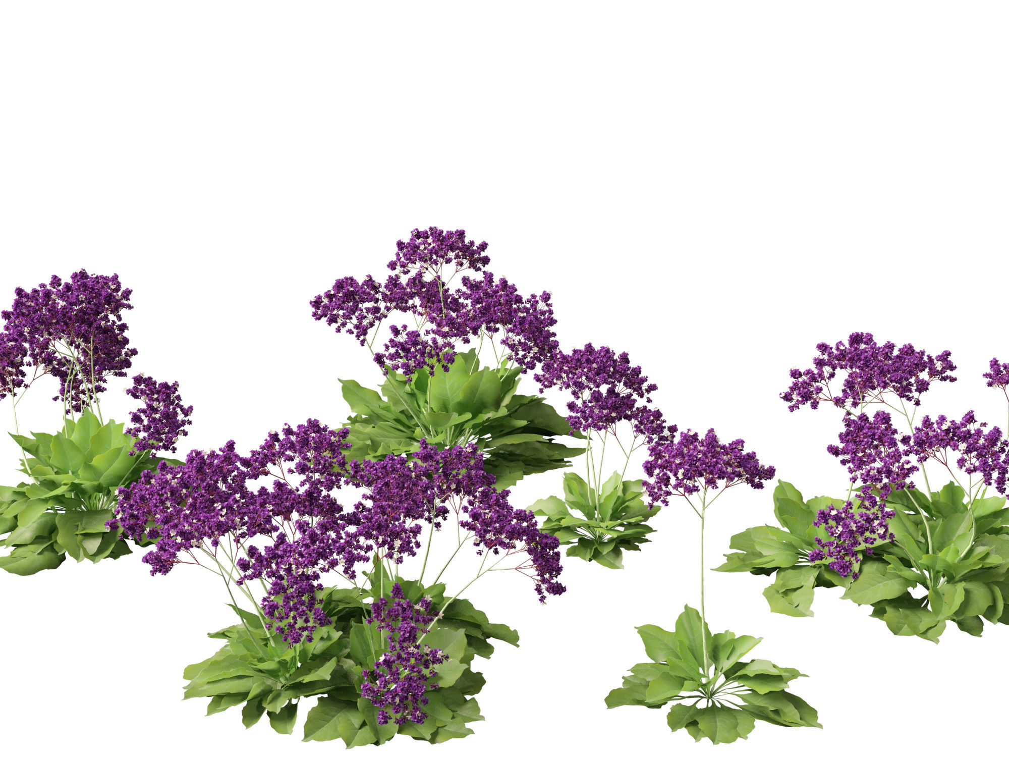 Limonium perezii - Sea lavender 3D model | CGTrader