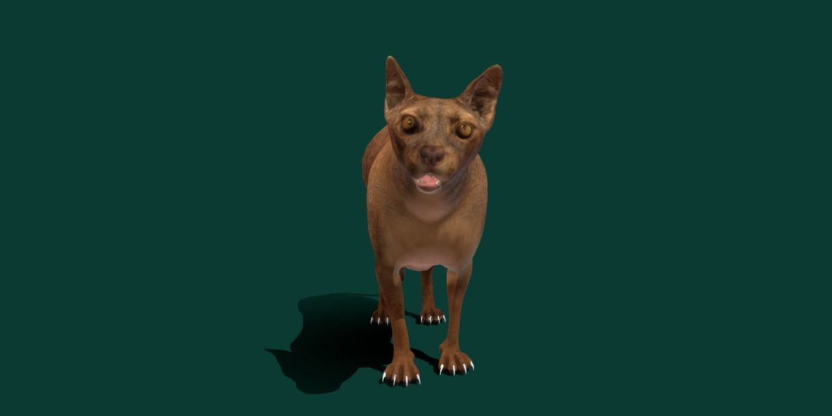 Fossa Animal 3D model animated rigged | CGTrader