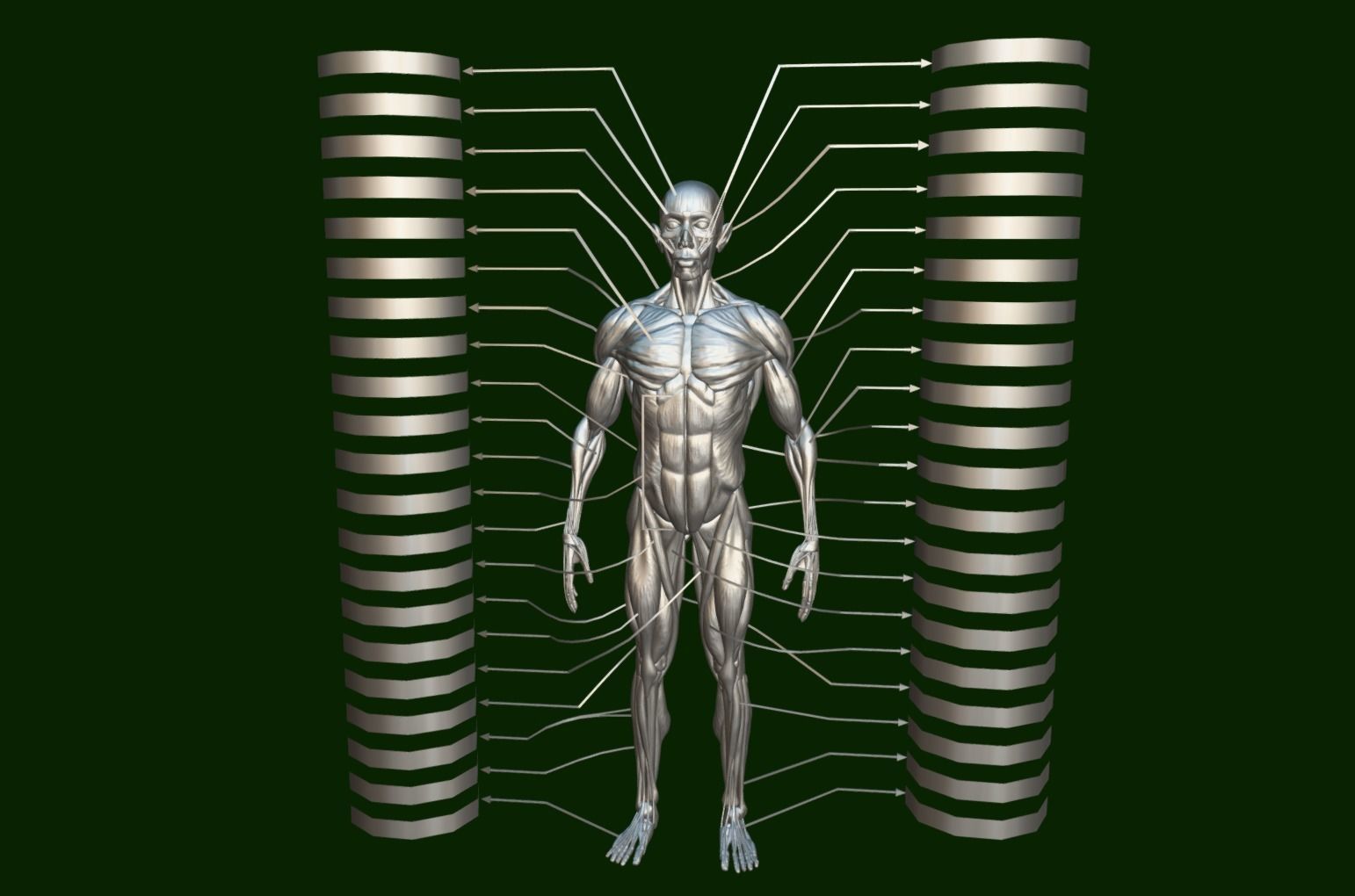 3D model Muscle system in human body - Muscular system VR / AR / low ...