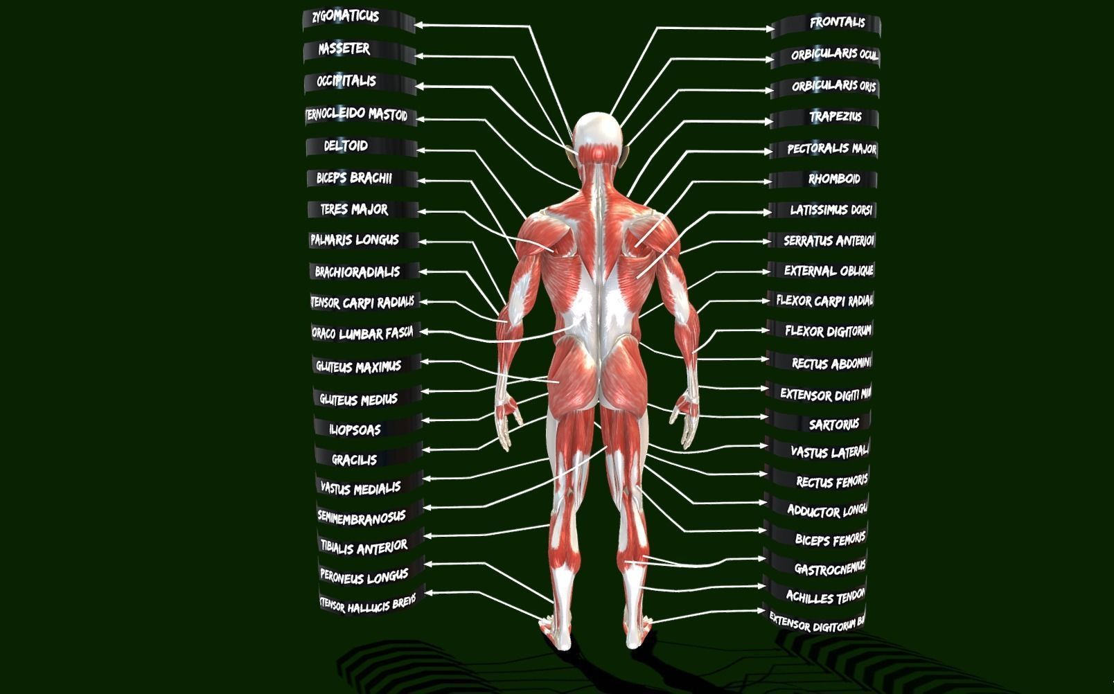 3D model Muscle system in human body - Muscular system VR / AR / low ...