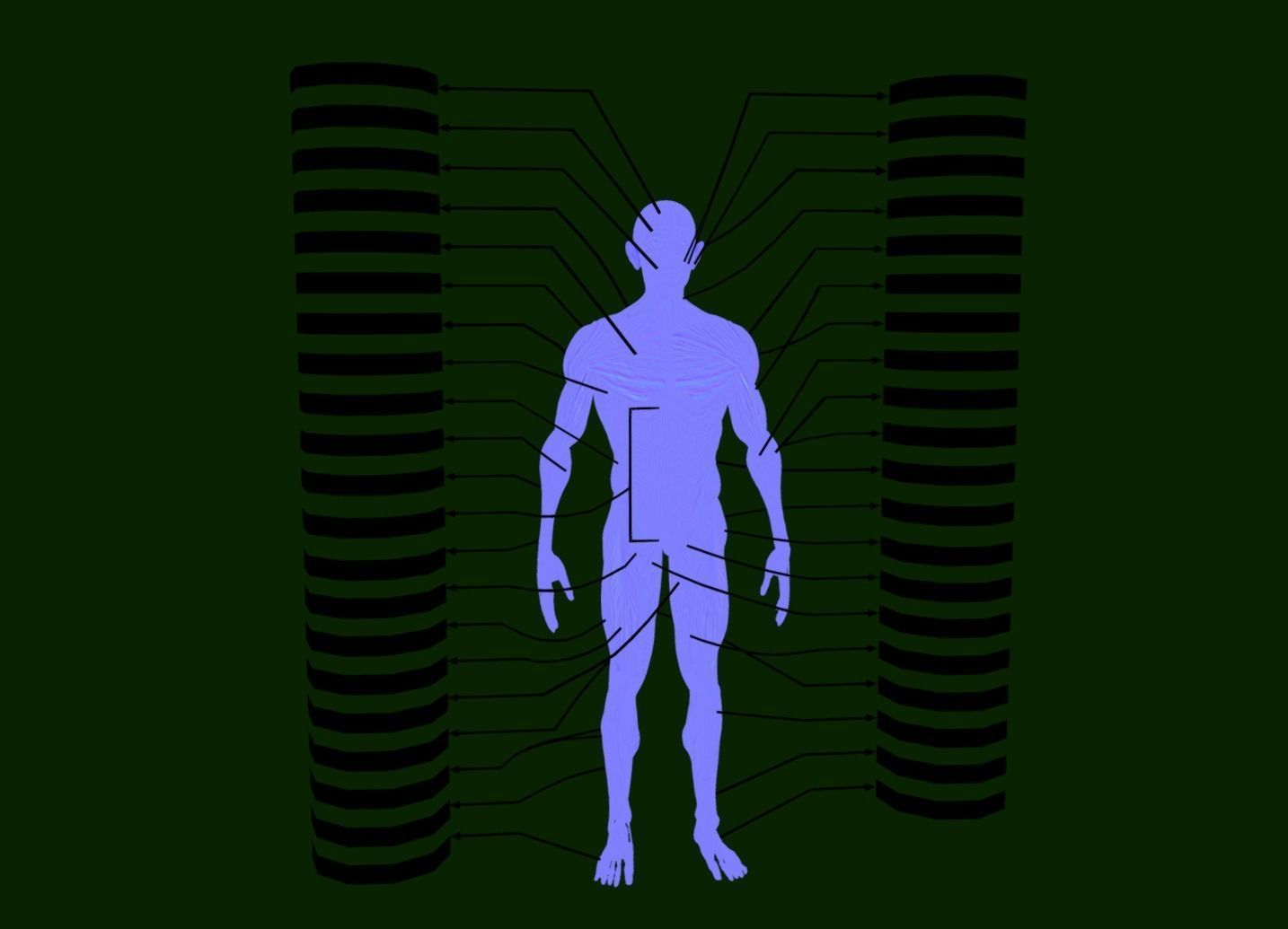 3D model Muscle system in human body - Muscular system VR / AR / low ...