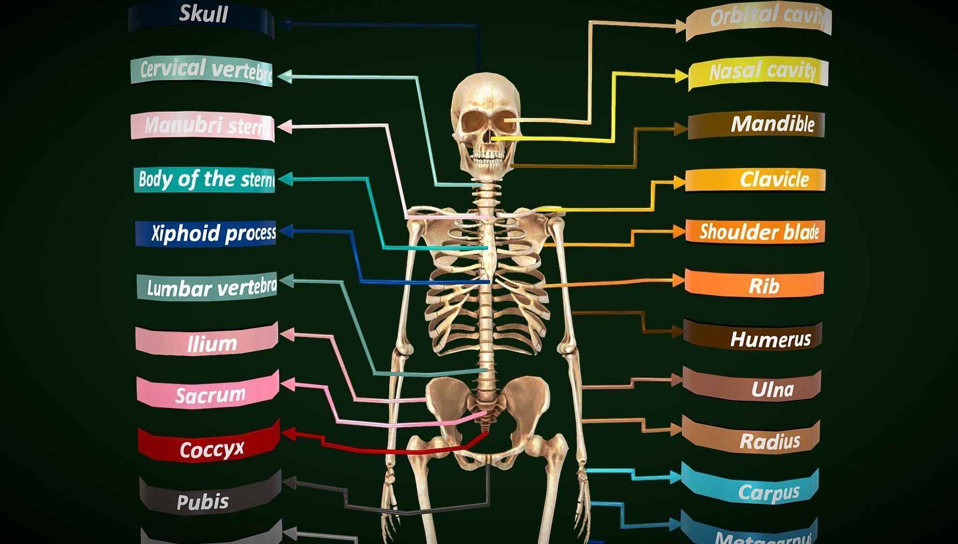 3D model Skeleton - Names of Human Skeleton VR / AR / low-poly | CGTrader