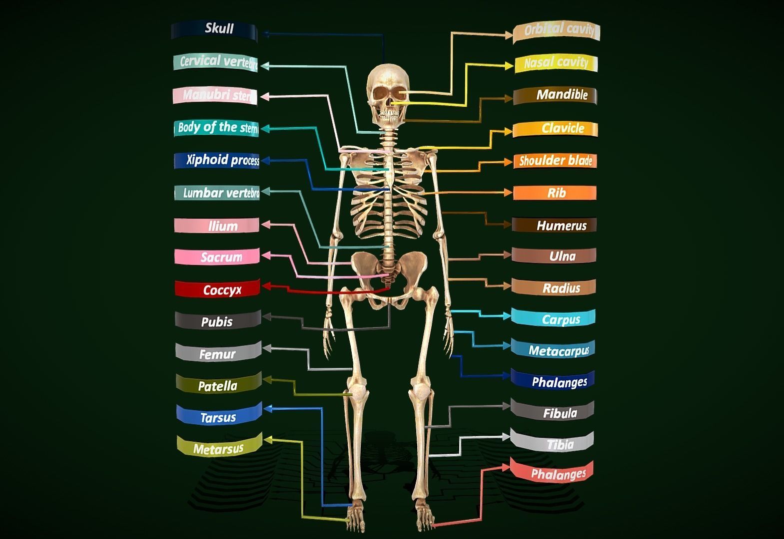 3D model Skeleton - Names of Human Skeleton VR / AR / low-poly | CGTrader